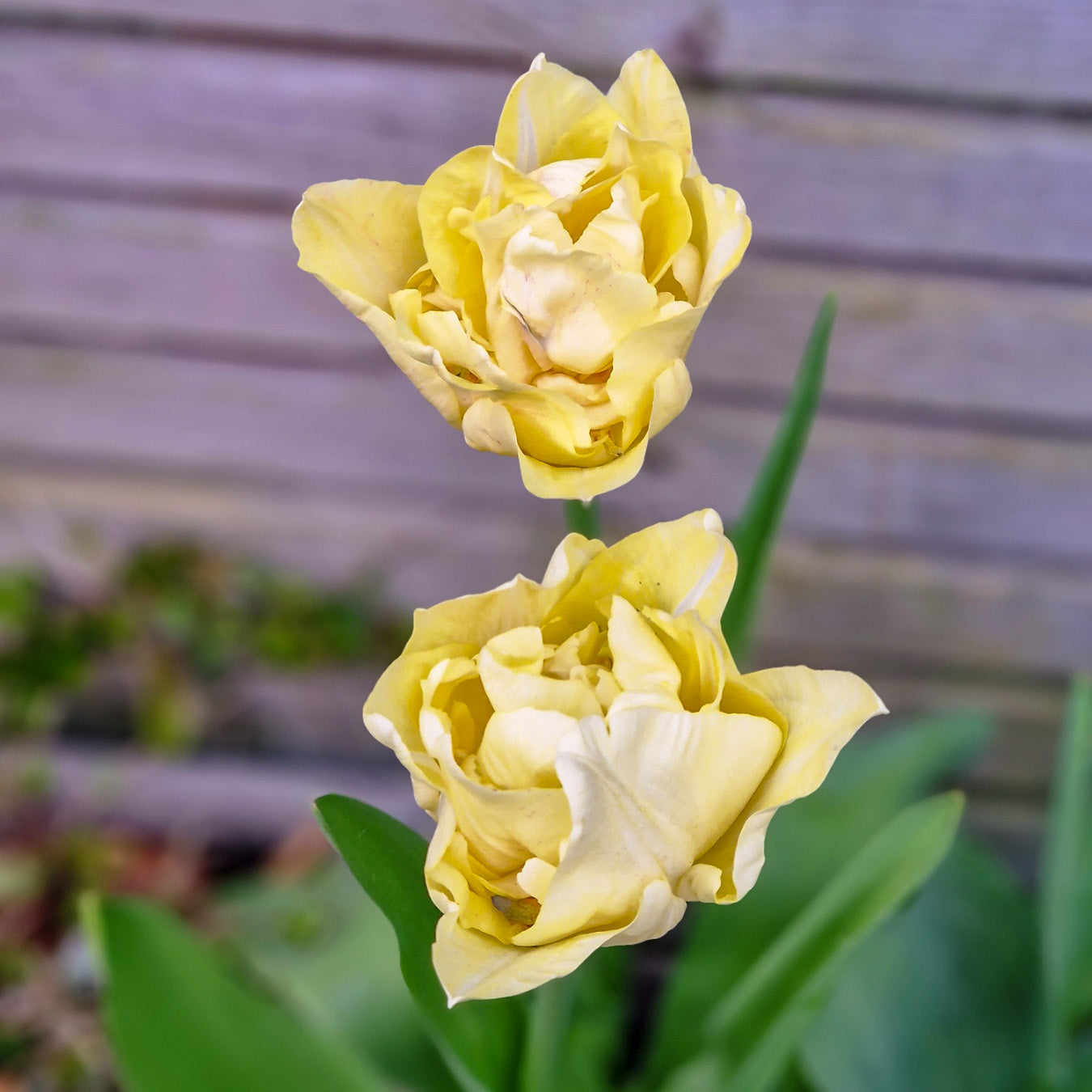 Soypa - soaps with the message | Handmade soaps | Netherlands – SOYPA